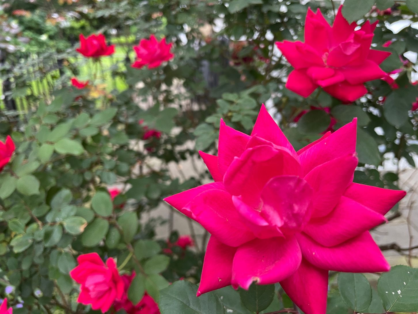 May 2023 Quote: Meraki! - Golden Acorns